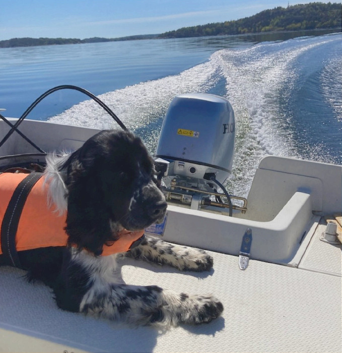 Peace-kullet 2023 :: Kennelmimio