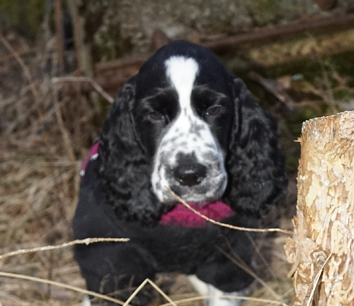 Mine springere :: Kennelmimio